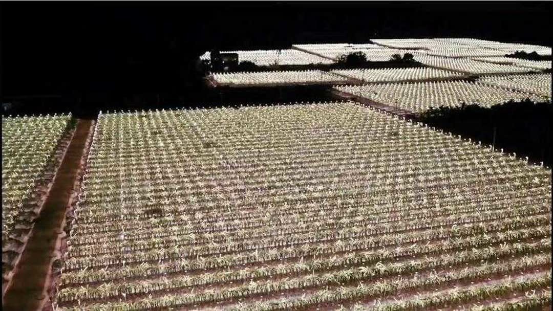 火龙果种植为什么到了晚上要用无数盏LED灯照射,园内亮如白昼?