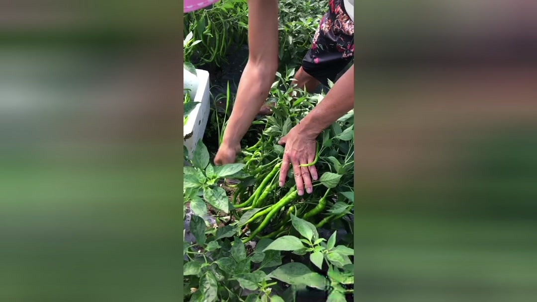 这个视频花了八个月,见证了辣椒的生长过程!