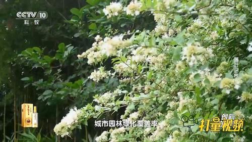 城市园林绿化覆盖率上涨,园林废弃物产量与日俱增