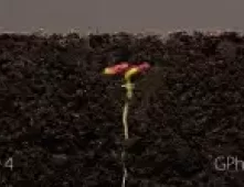 种子发芽全过程