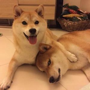 健康快乐大江狗 