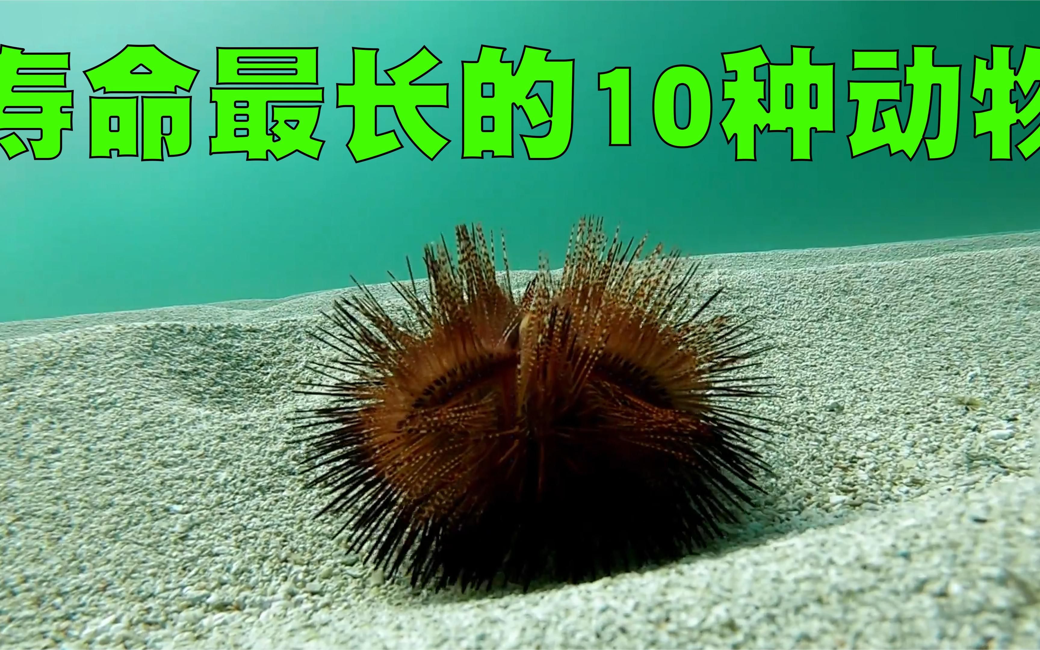 寿命最长的10种动物排行榜,原来乌龟的寿命也只有是个弟弟!