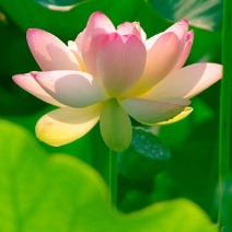 夏荷拒闲聊加群 