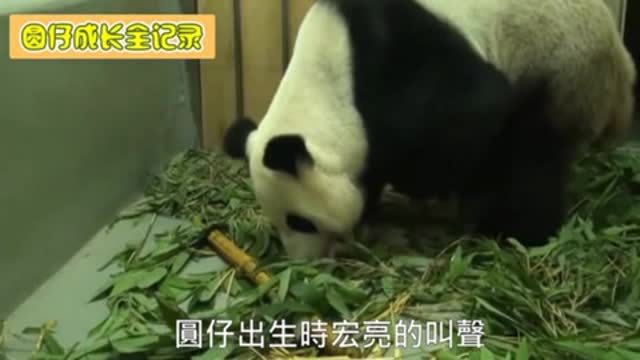 原来熊猫的成长是这样的你们 了解了么