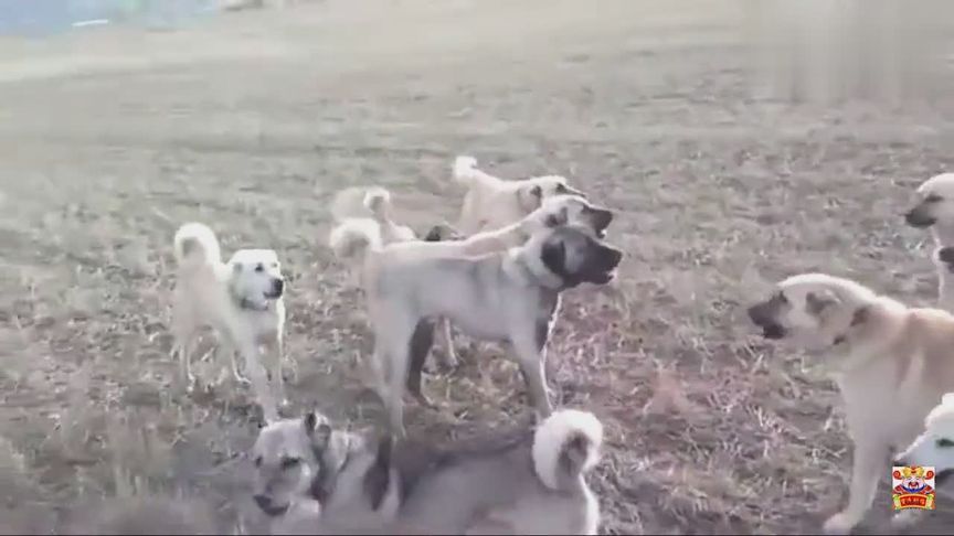 村里的两帮坎高犬打架,真是大场面,险些失控了!