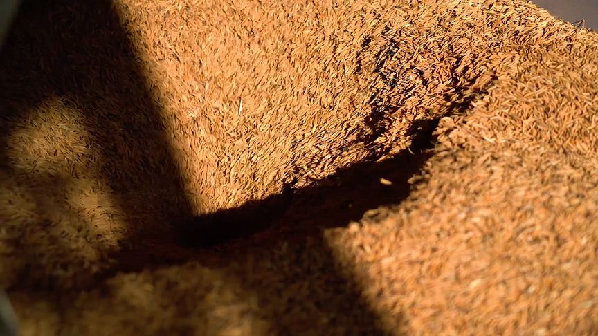 从大雾山上的梯田,经过了春夏秋冬,一颗稻谷到一粒米的成长蜕变