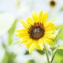 不愿再KE凡若渴 