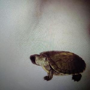 小鲍视频推荐 