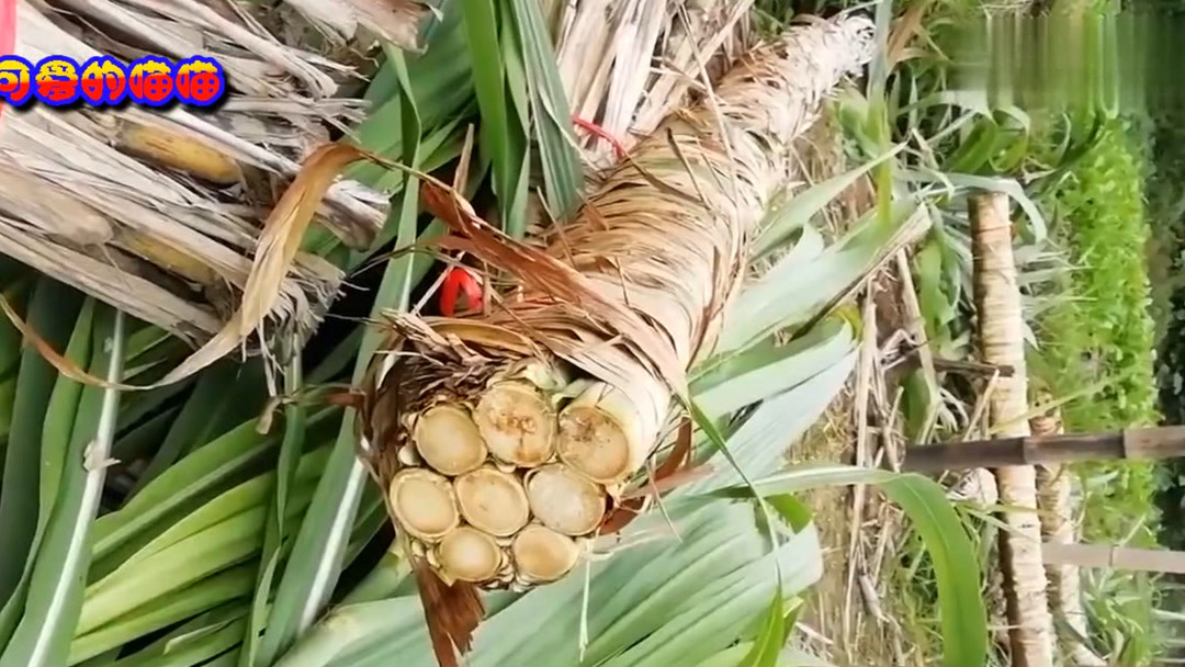 农作物:枇杷种植管理技术,想要知道吗,点击进来了解下吧