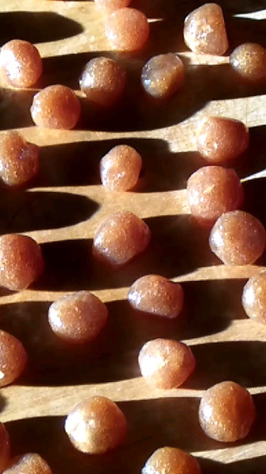 珍珠奶茶之珍珠的制作