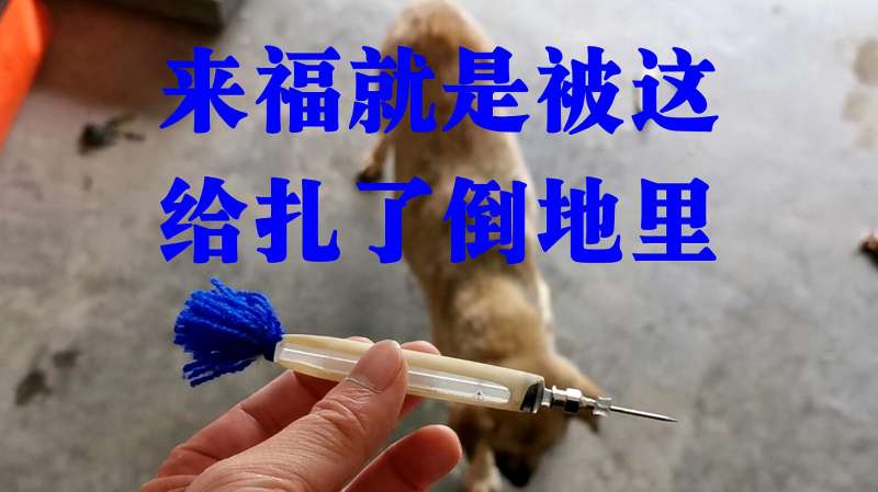 农村老家小狗又被偷狗贼偷走,如此猖獗的行为,我们该如何制止