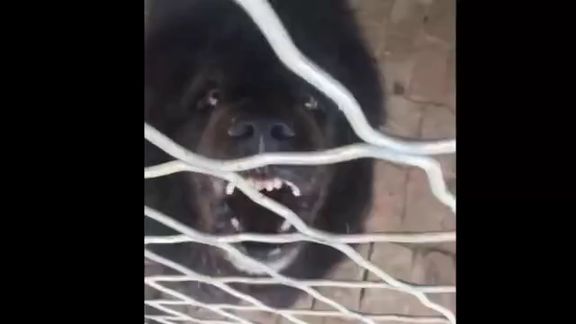 这些虎头藏獒和狮头藏獒真霸气!