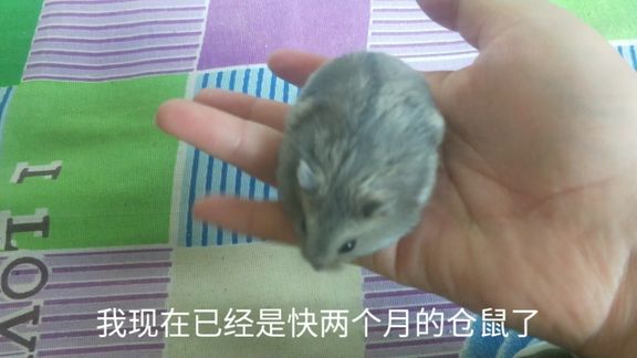 肥仓鼠该减肥了