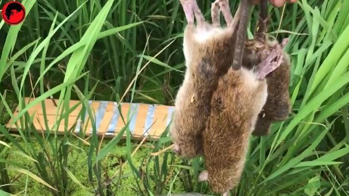 老鼠祸害庄稼,大叔将捕鼠神器放到田里,一下子电死好几只!