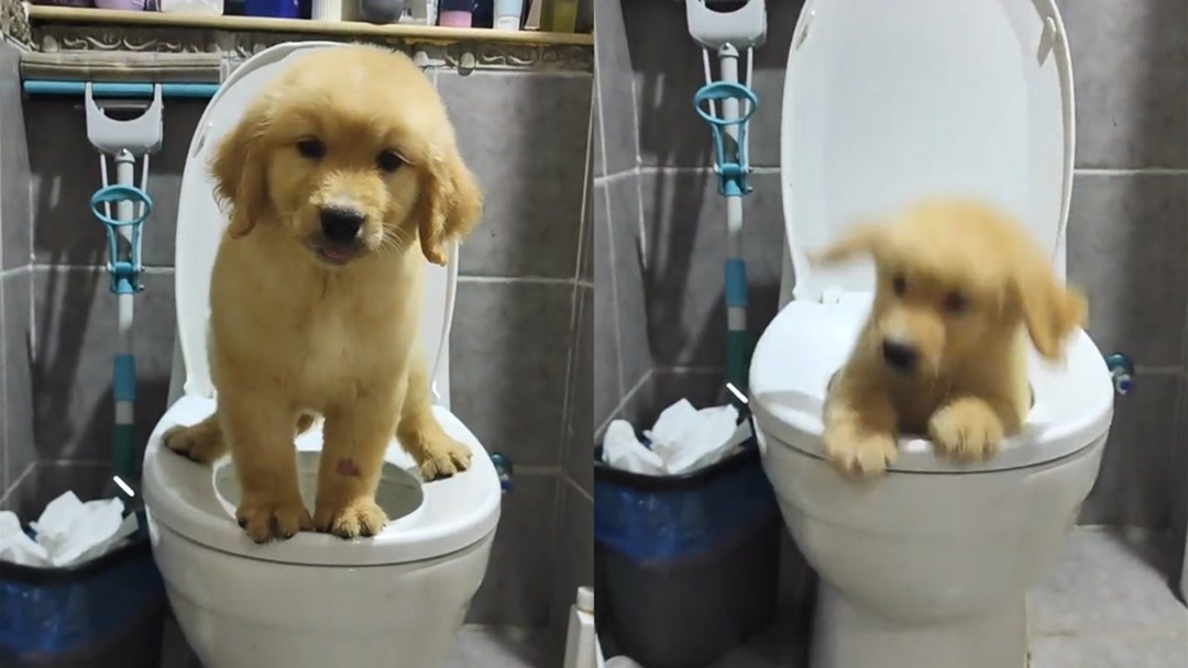 主人训练狗狗马桶上厕所,一不留神直接掉进去:洗洗还能要!
