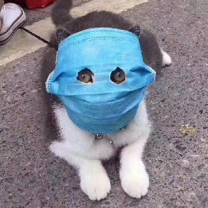 毗沙A梦丶 