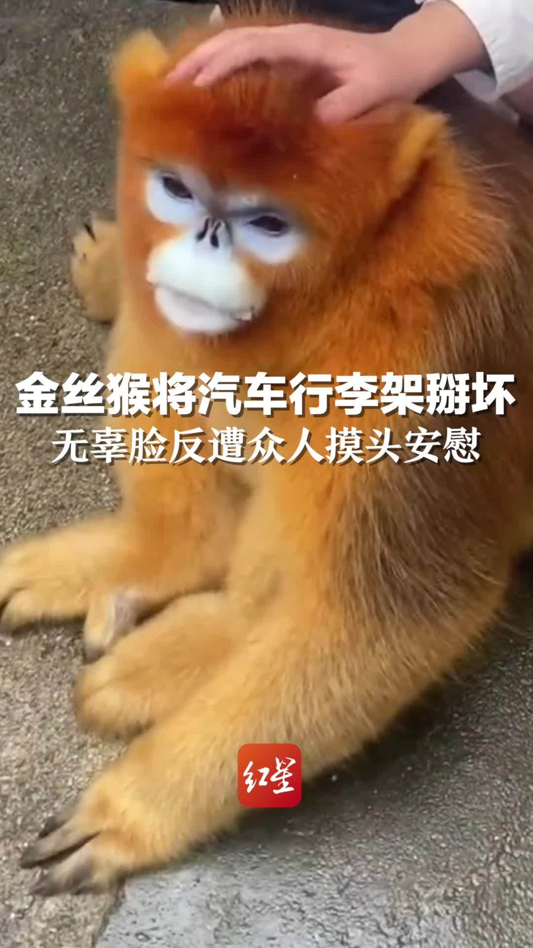 金丝猴将汽车行李架掰坏,无辜脸反遭众人摸头安慰。