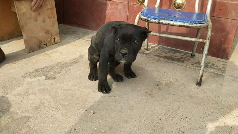 狗狗卡斯罗幼犬刚抱回来就给主人惹事了,朋友摸它被咬到了!