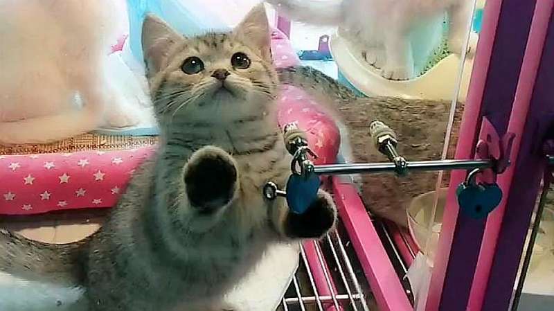 最新的抓猫神器,看完之后,主人太有才了!