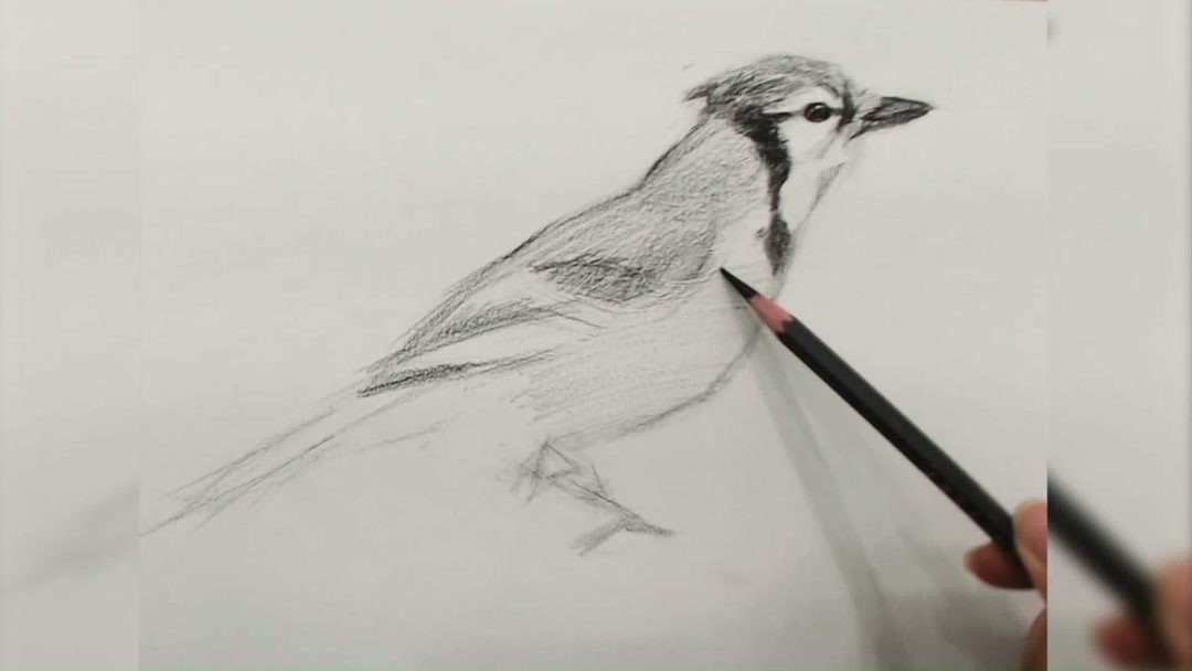 素描小鸟教程之羽毛的刻画