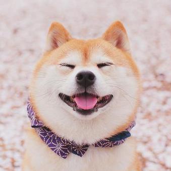 爱汪一家 