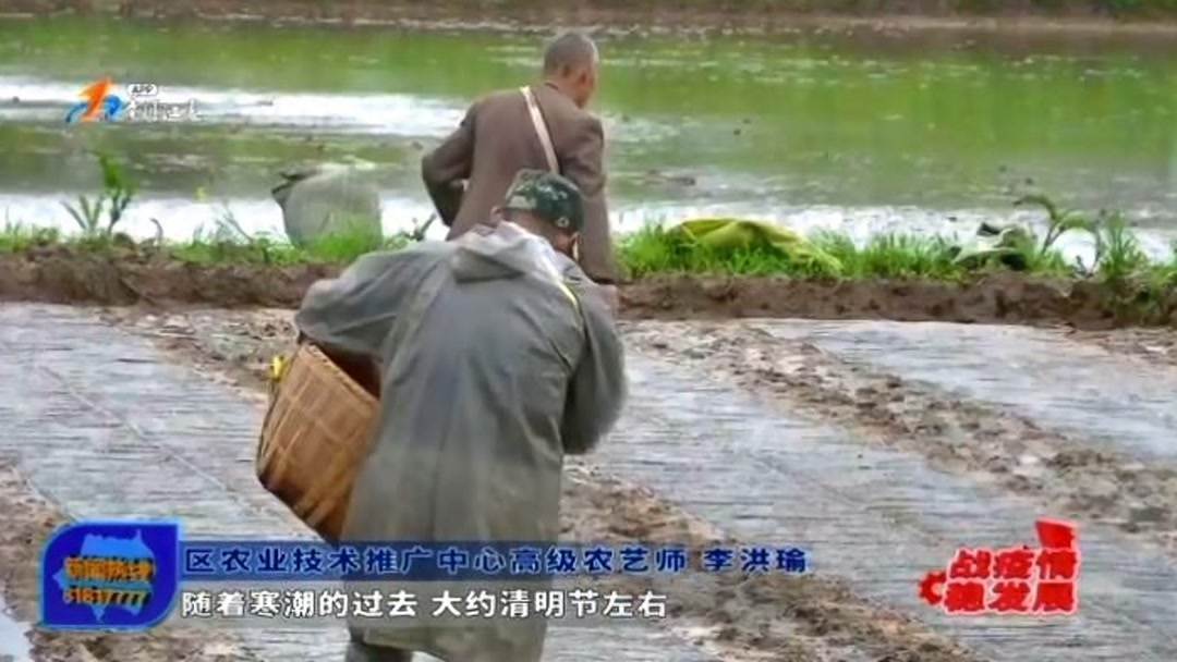 随着疫情向好发展,农户们开展水稻育秧作业,计划播种早稻5万亩
