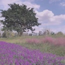 热爱生活的绪子 