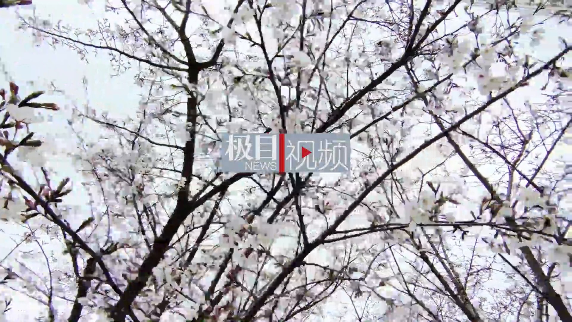 武汉最美樱花停车场花开了