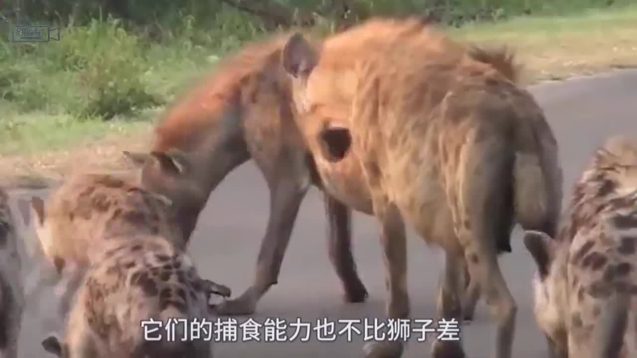 羚羊大战野狗两兄弟,背水一战终于击退鬣狗群!镜头记录全过程