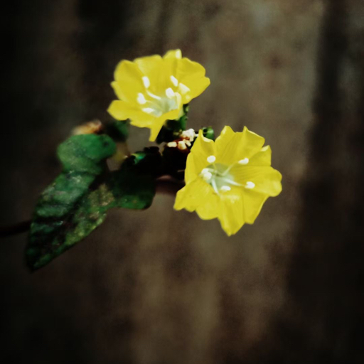yzl芸 
