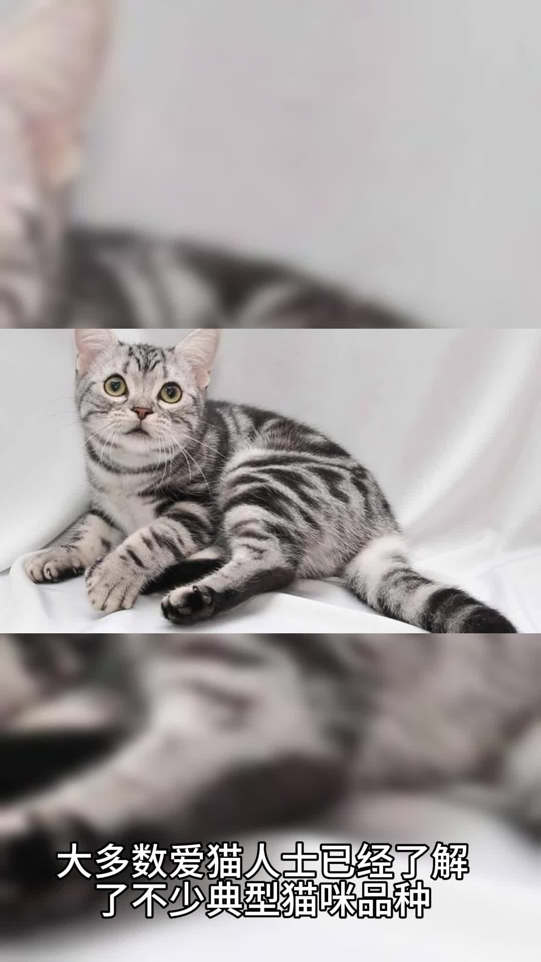 盘点世界60种可爱猫咪前10,可爱猫咪养成记:吃这款希喂主食罐头