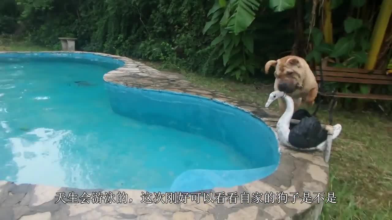 主人第一次带狗去游泳,狗的反应令所有人笑翻,汪:什么情况