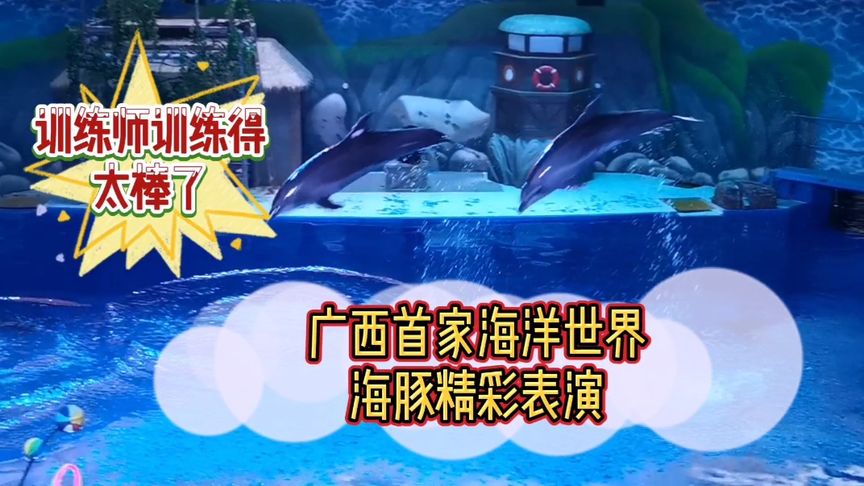 广西首家海洋海豚表演,近距离看海豚表演你见过吗?现场爆满人