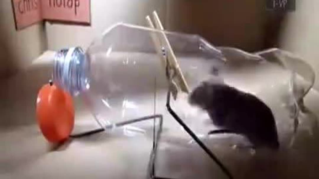 自己动手做捕鼠器,教你如何捉老鼠!