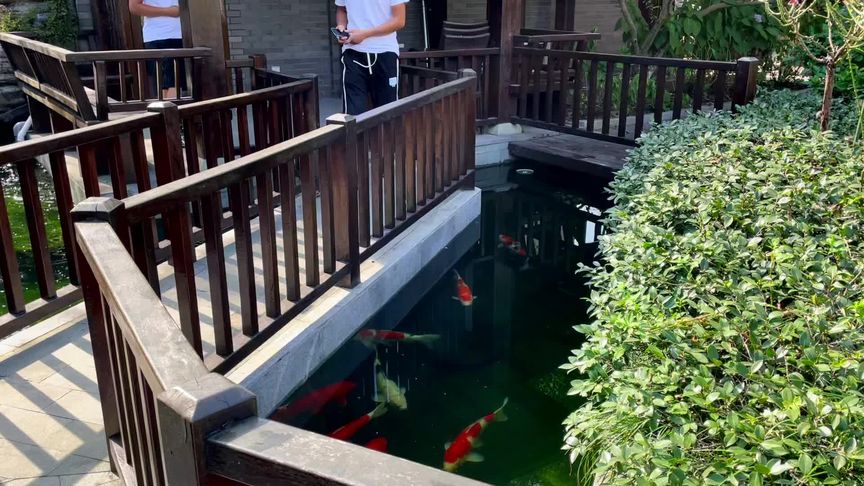 鱼池假山流水#私家花园 #龙栖源 #养鱼可以很简单 #鱼池过滤系统