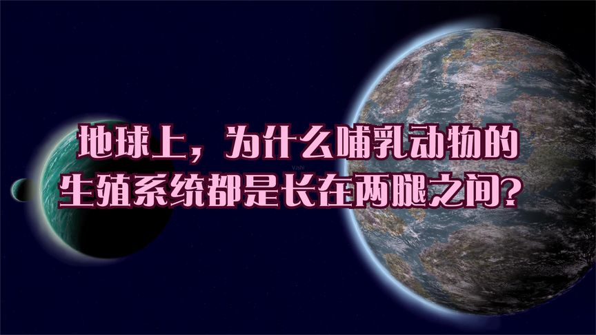 地球上,为什么哺乳动物的生殖系统都是长在两腿之间?