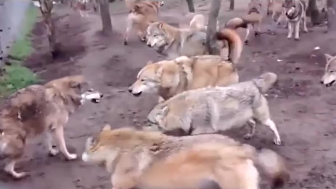 这么多藏獒打不过一只狼 同伴倒下了他们都不敢救