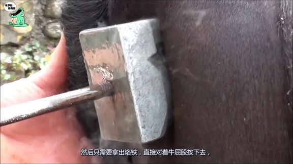 液氮还有这样的用处,奶牛突然感觉屁股一凉,原来人类在搞事!