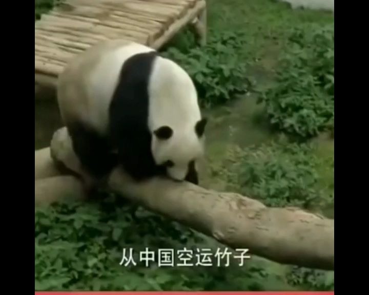 熊猫搞笑合集