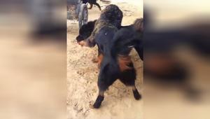 凶残至极原生藏獒打架