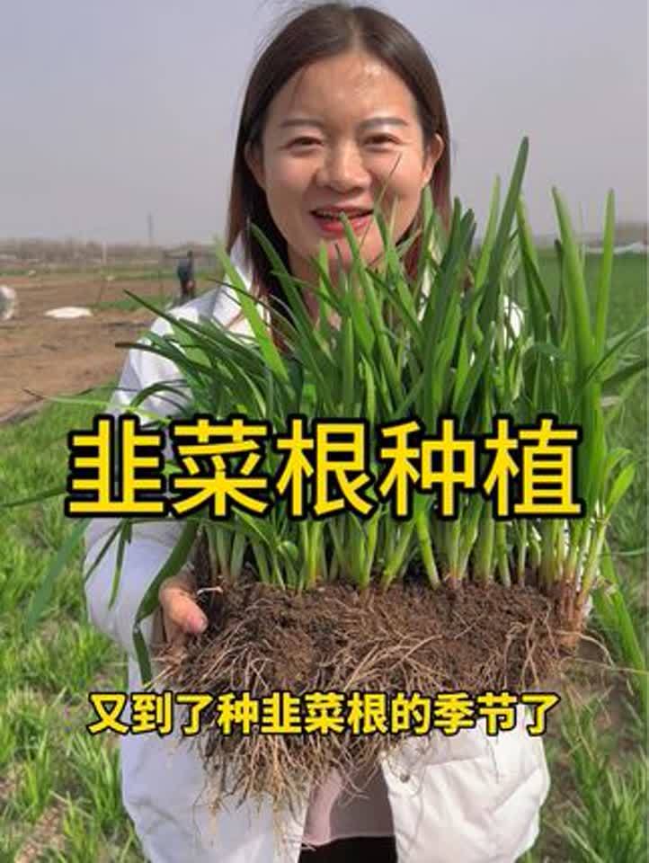 韭菜种植技巧,种一次可以吃很多年种植小技巧