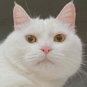 猫猫的胖白 