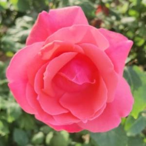 北漂的山东妹子 