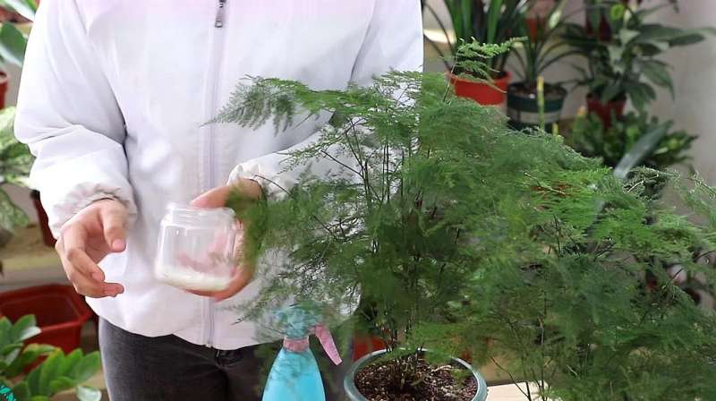 文竹生长过程会出现黄叶稀叶现象,适当补充“糖分”,叶片更翠绿