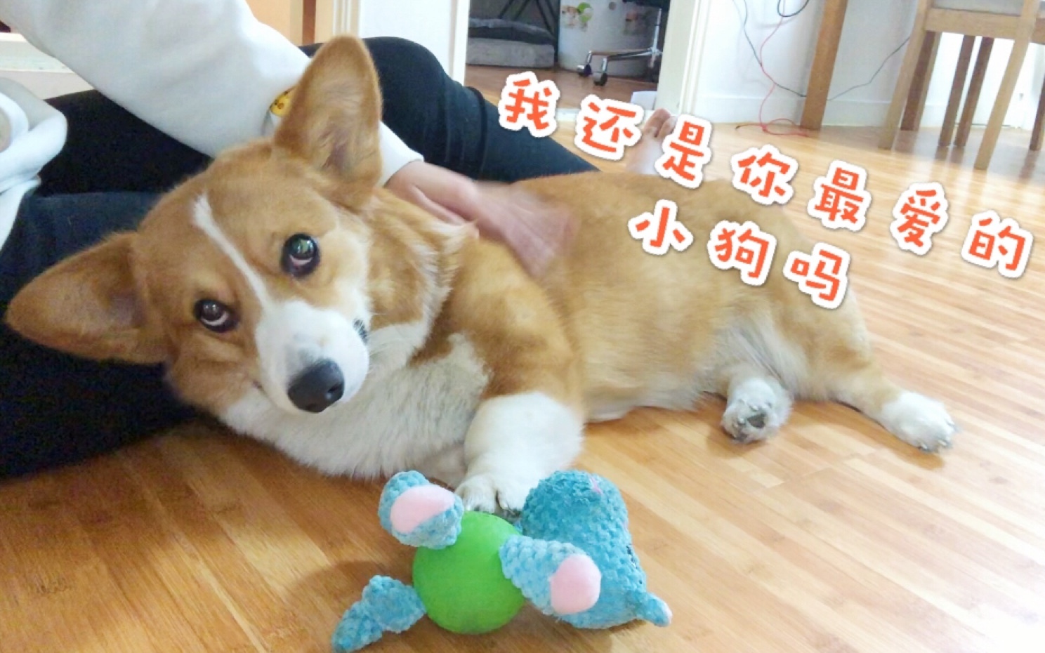 柯基cookie|紧紧黏在铲屎官身边的口香糖