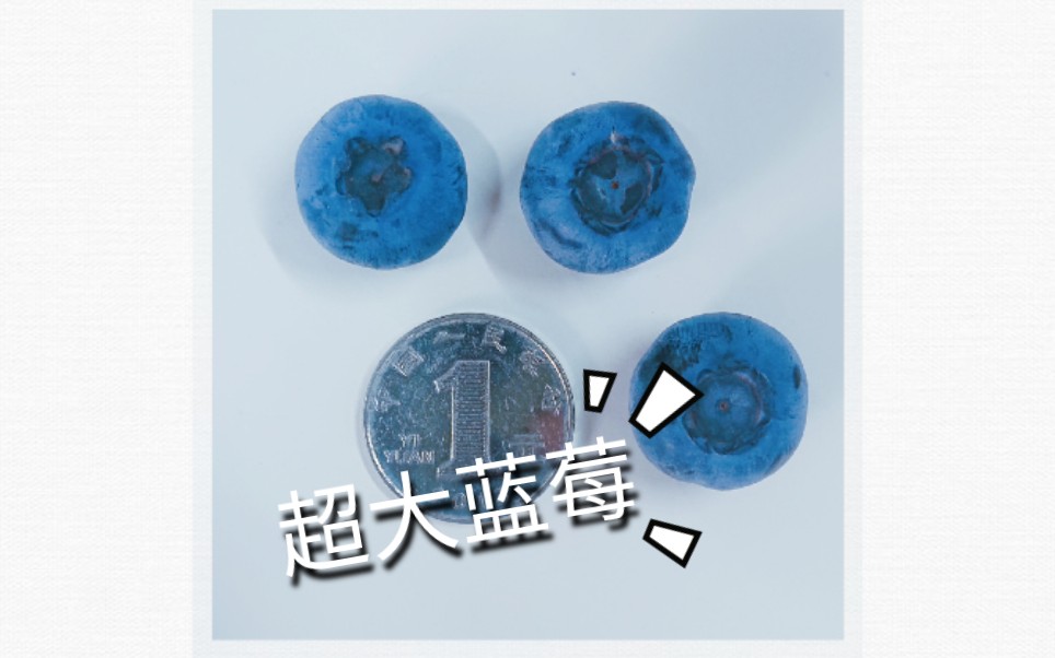 【小露台日常】蓝莓采摘～超大的蓝莓不想尝尝吗?