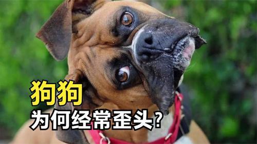 狗狗为什么会经常歪头?是喜欢主人的动作?还是在传递什么信息?
