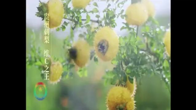 小刺梨上央视啦