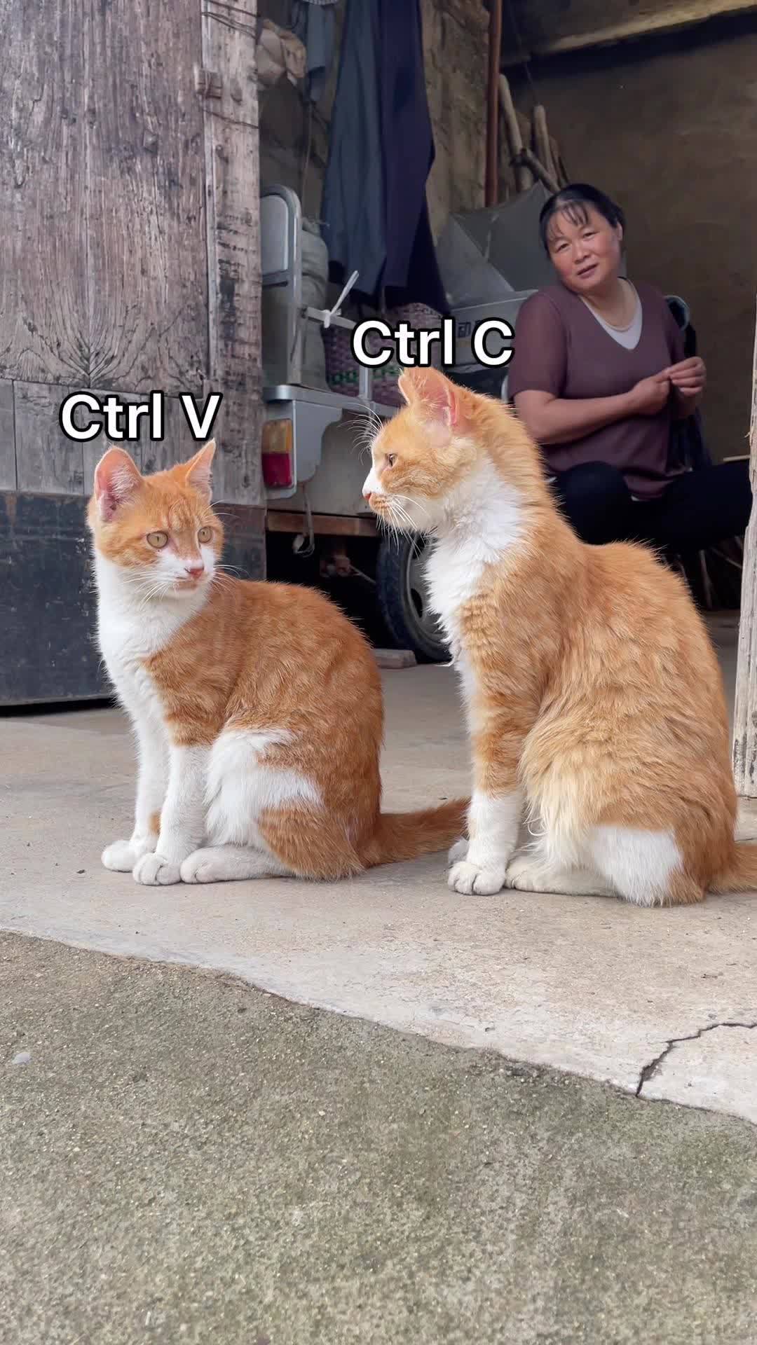 一个叫Ctrl C一个叫Ctrl V#橘猫 #神同步