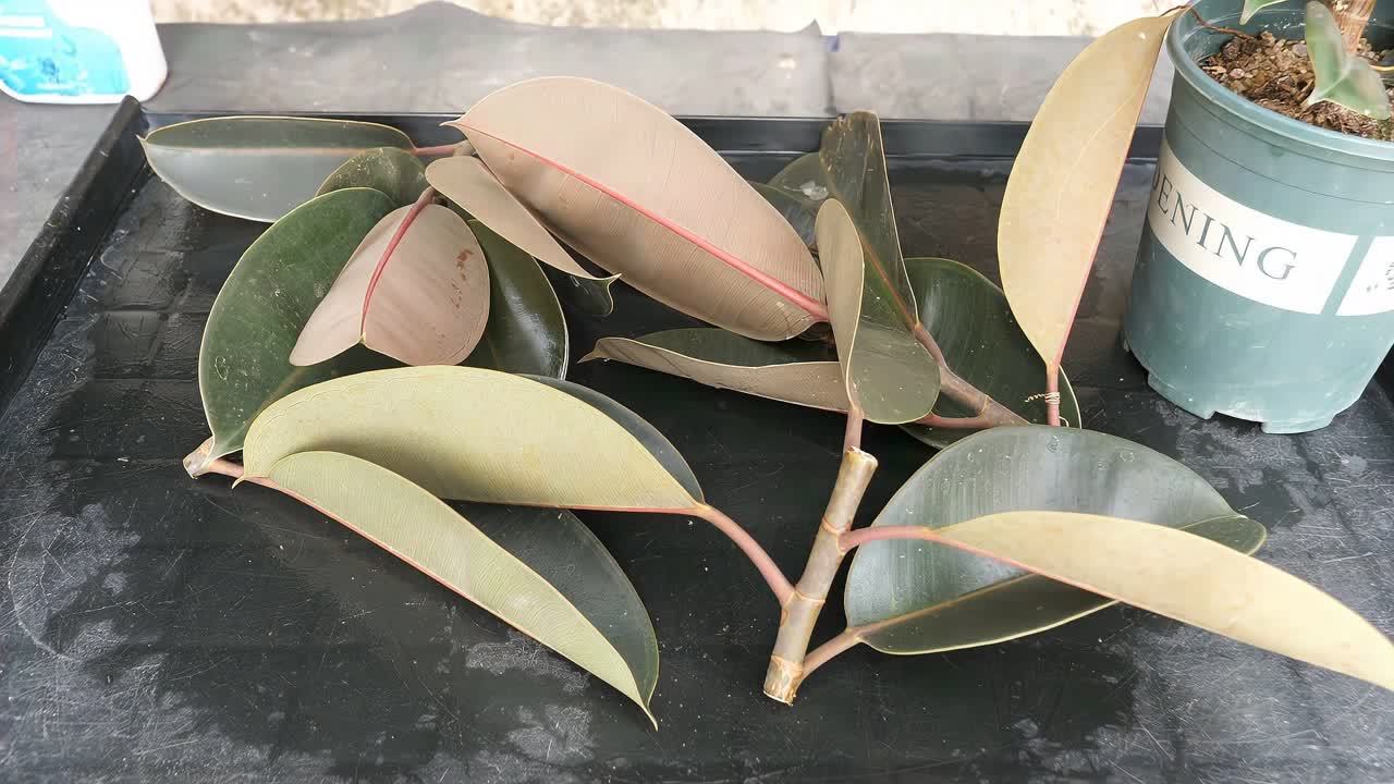 扦插橡皮树,20天就能生根,技巧简单,一看就会